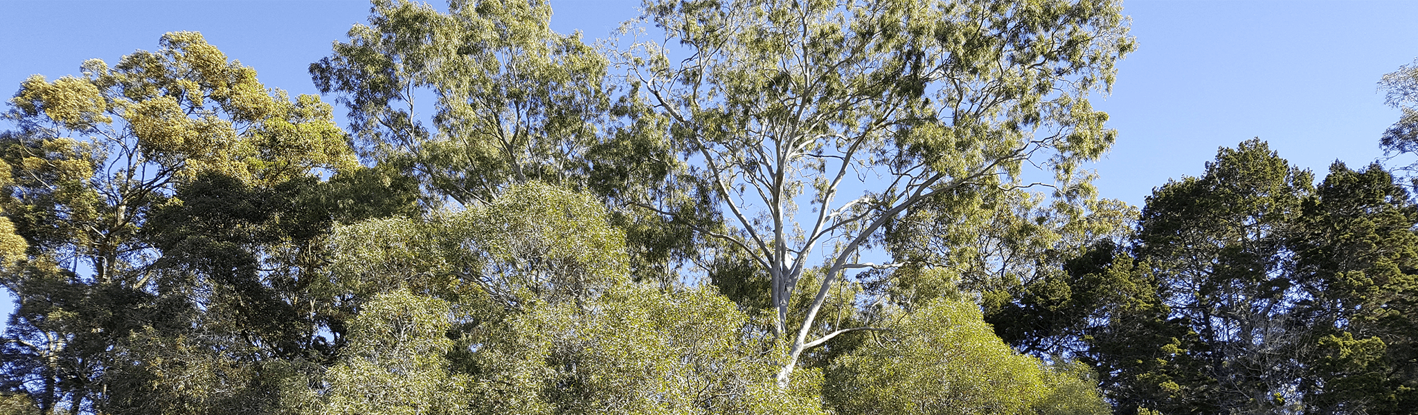 Wavell State High School